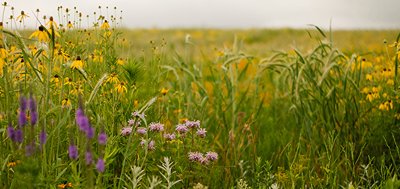 Tallgrassprairiecenter.org / University of Northern Iowa