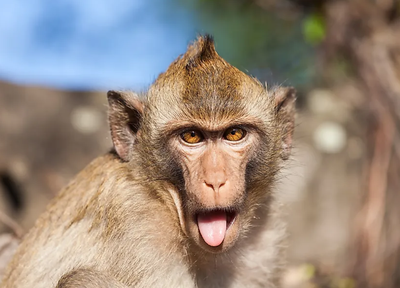 Source: Rhesus Monkey, WorldAtlas, 2021