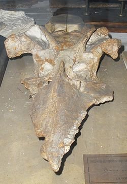 image credits: https://en.wikipedia.org/wiki/Kentriodontidae