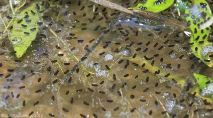 Bullfrog eggs