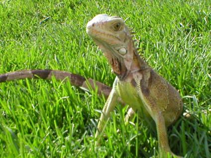 The age of reptiles 248 MYA