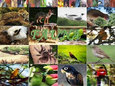 Fauna del Delta e Islas del Parana