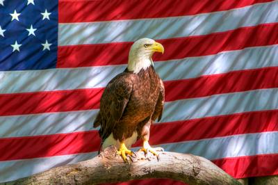 The Bald Eagle