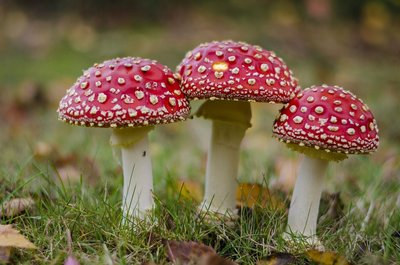 A többsejtű kalaposgombákat gombafonalak építik fel.