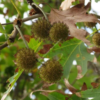 platángubó - a platánfa termése