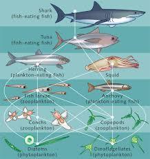 This is the sea water food web
