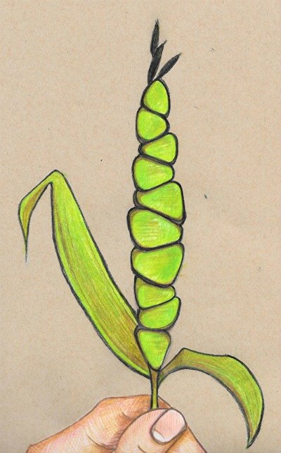 Teosinte, an ancient ancestor of corn, is beginning to be selectively ...