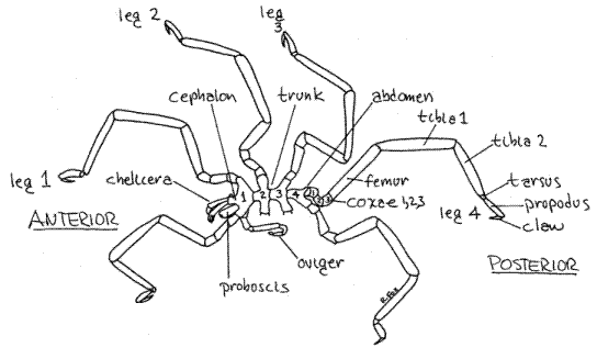 Sea spider anatomy.