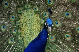 Peacocks spread their tail feathers to attract a mate. This is ...