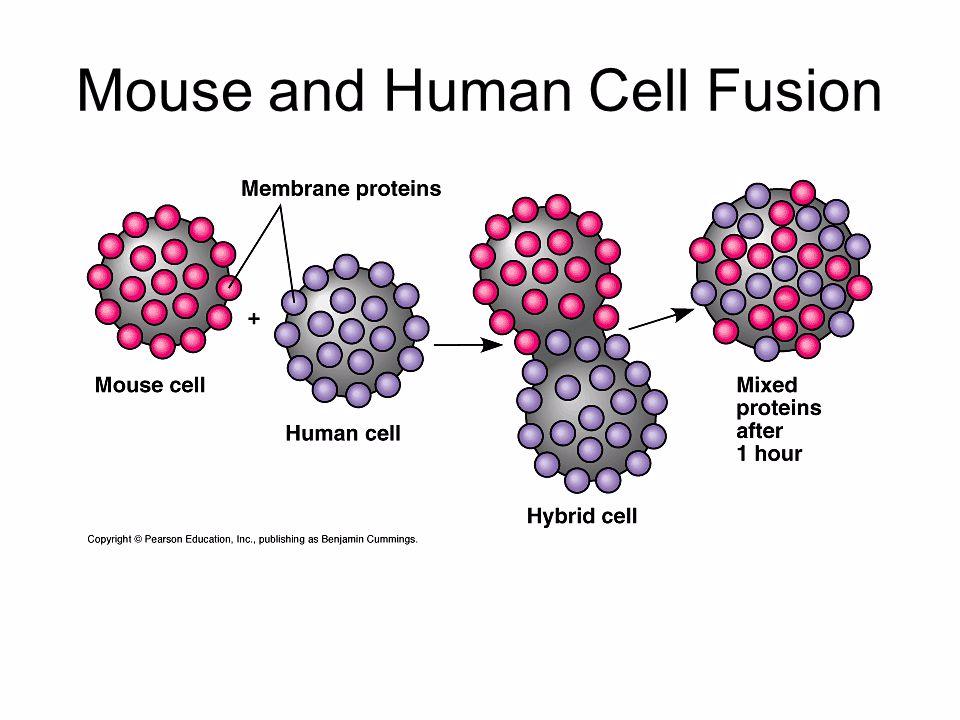 1965 - HeLa cells fused with mouse cells to create animal-huamn hybrid ...
