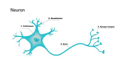 Onderdelen Neuron