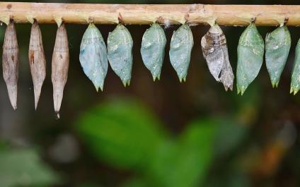 Third stage: Pupa (Chrysalis)