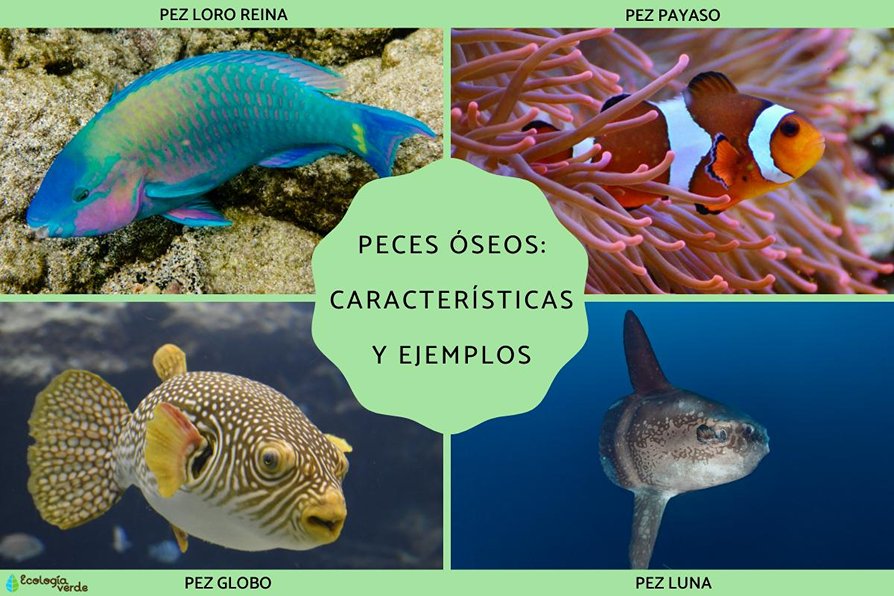 Los osteíctios o conocidos vulgarmente como peces óseos son vertebrados ...
