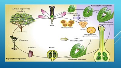 Gametogénesis en plantas