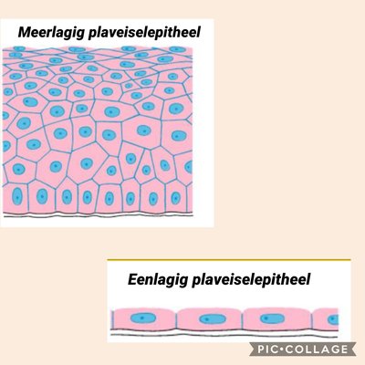 Plaveisel epithee l: als eenlagig in binnenkant bloed- en lymfevaten ...