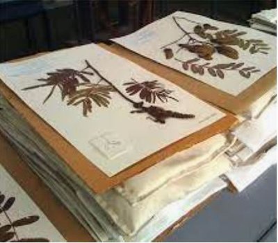 Što je to herbarij?