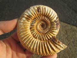 Tropites subbullatus