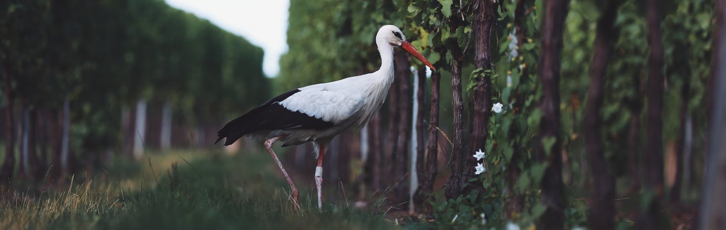 To print the story please do so via the link in the story toolbar.