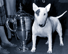 Bull Terrier from 1972