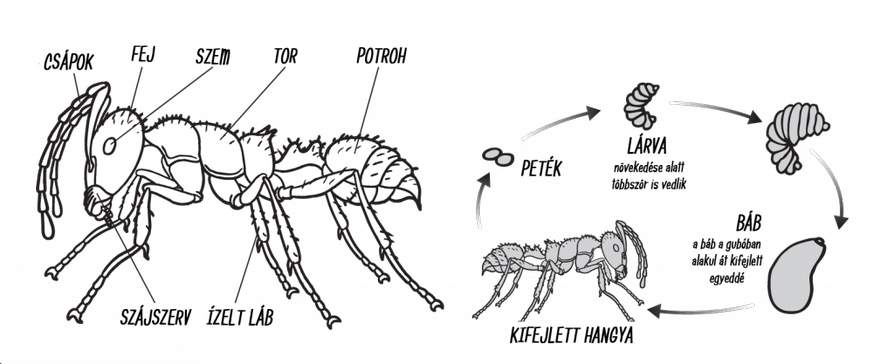 2. Ismerkedj a hangyákkal!