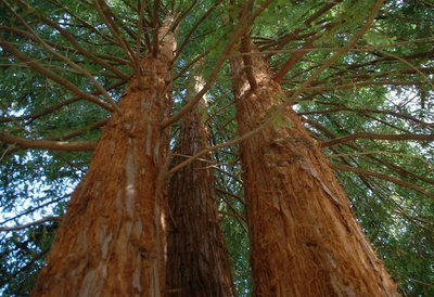 The tree was over 300 years by then , One day a big fire had place in ...
