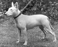 Bull Terrier 1930