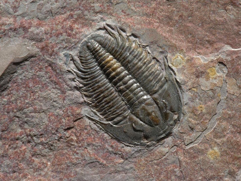 Trilobite Fossil
