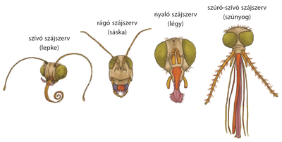 Táplálkozásuk az életmódnak megfelelően módosult.
