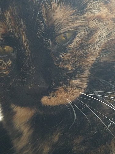 It is believed that torties were created by the Thai goddess of fortune.
