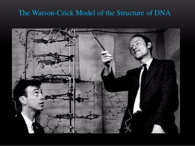 1953- James Watson and Francis Crick
