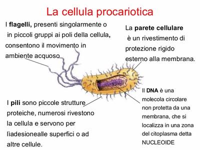 Un esempio di flagello dei procarioti