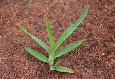 Capim pé de galinha - Eleusine indica