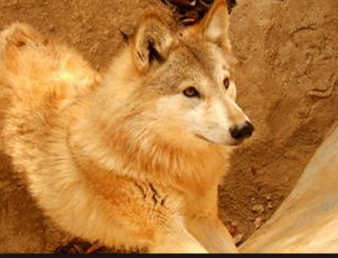 The Tibetan Wolf