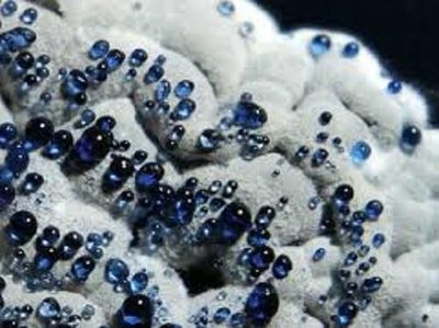 STREPTOMYCES COELICOLOR - HOPWOOD Y COL.