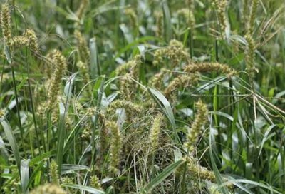 Capim carrapicho - Cenchrus echinatus