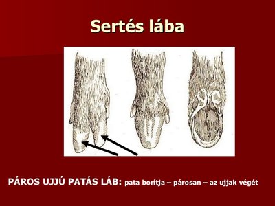 A második képen páratlan ujjú patás lábat látsz. Ilyen lábtípussal ...