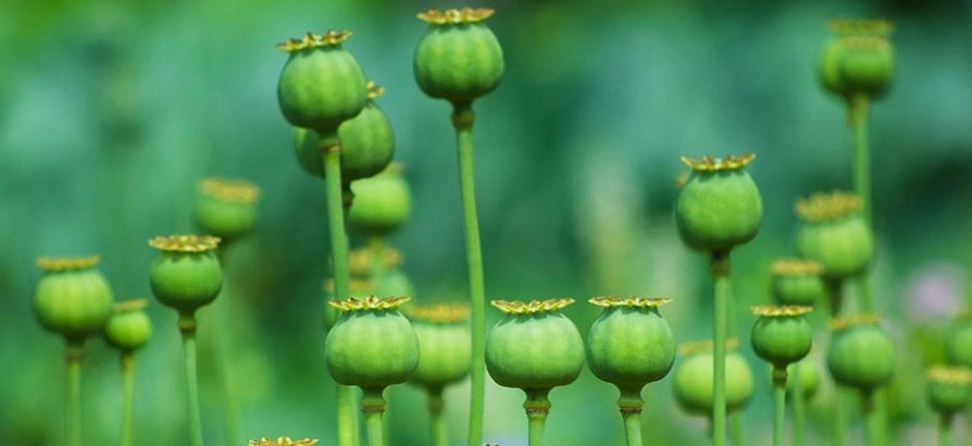 Opium Poppy Pods-