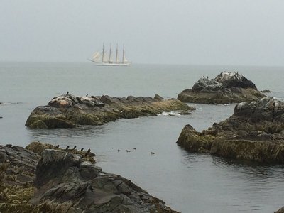 In chapter 4 the boys had a fire started until they saw a ship pass by ...