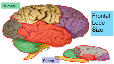Frontal lobe size