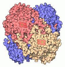 Questo enzima è costituito da quattro subunità (tetramero), analoghe ...