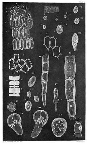Image of evidence - Schleiden's cells
