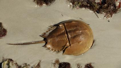trilobite descendant, horseshoe crab