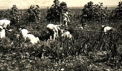 Field labor in Israel.