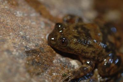 Philippine Flat Headed Frog Systematic Revision Of The Rare