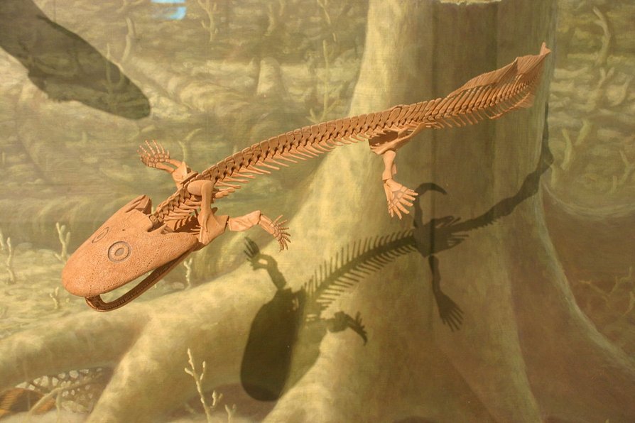 Acanthostega (365 million years ago)