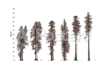 The little tree kept growing with the pass of the time , it spread its ...