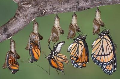 http://garden.lovetoknow.com/wiki/Butterflies_Life_Cycle