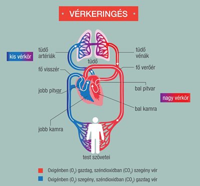 A vér egy zárt rendszerben kering a nagy és a kis vérkörben.