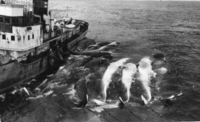 Environmental Problems