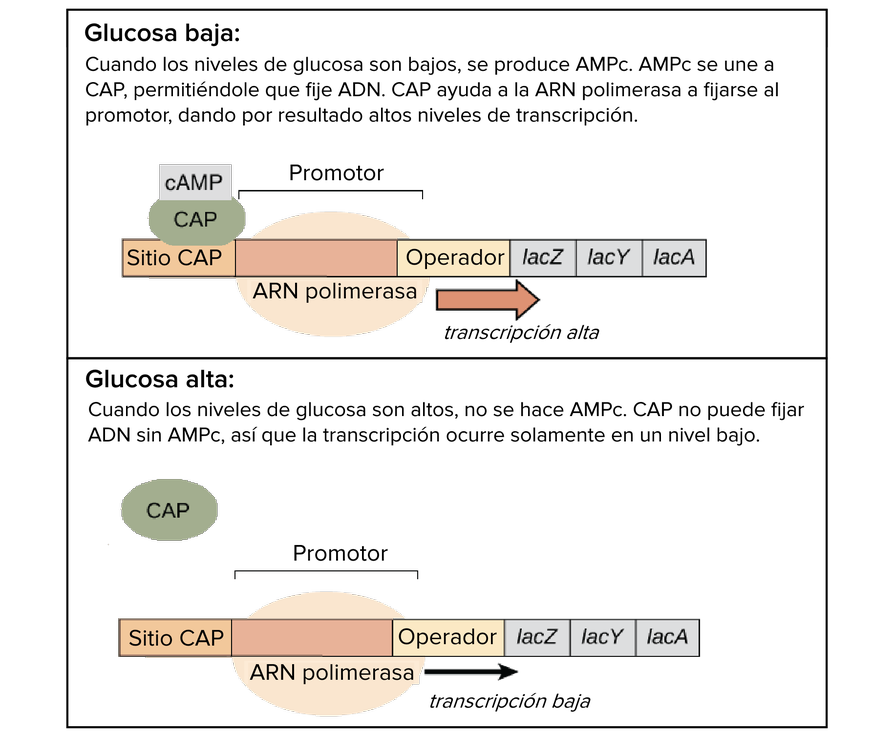 Diagrama De Operon Lac Para Rotular